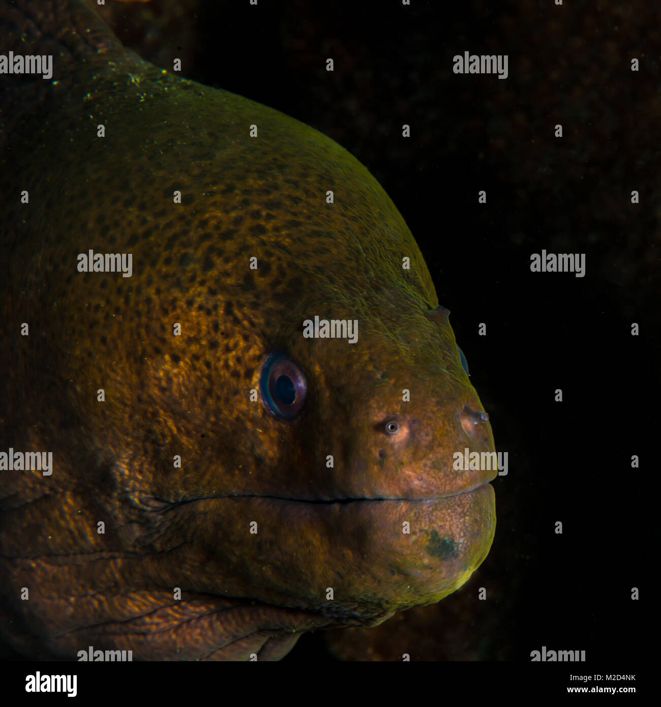 Faccia di murena immagini e fotografie stock ad alta risoluzione - Alamy