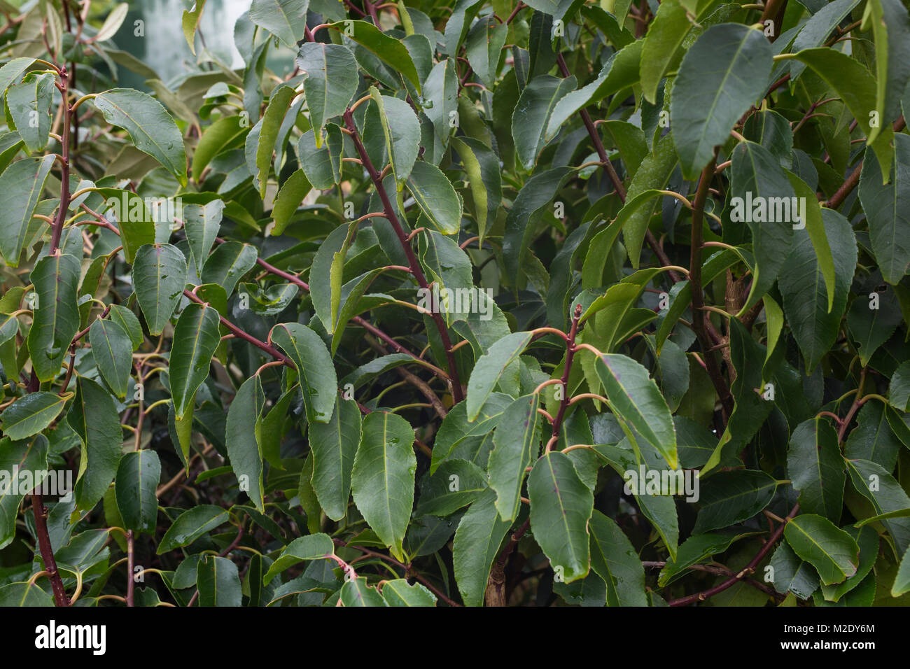 Prunus angustifolia immagini e fotografie stock ad alta risoluzione - Alamy