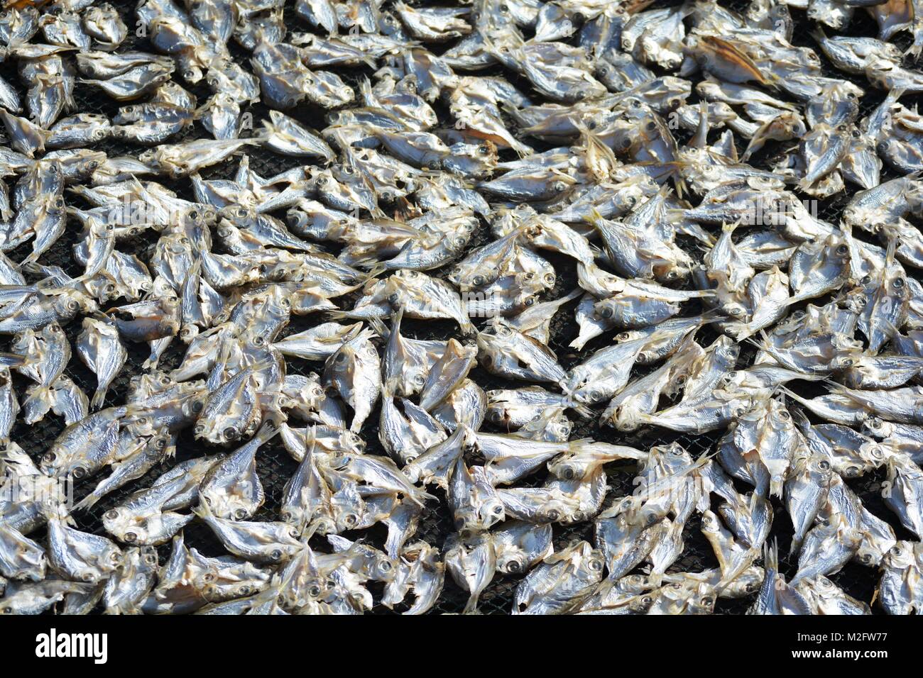 Metodi di pesca sostenibili immagini e fotografie stock ad alta ...