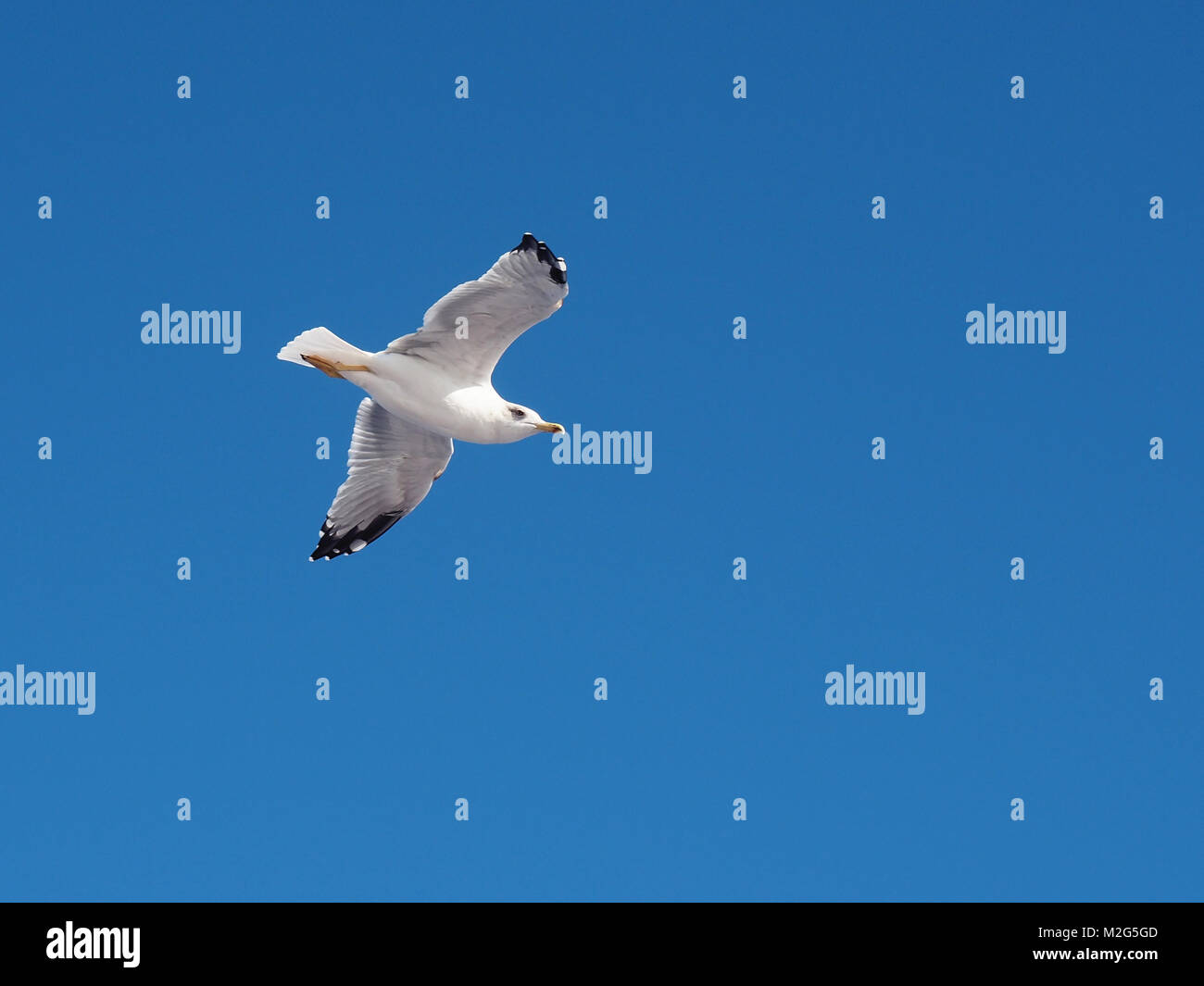 Gabbiani gabbiani gabbiani gabbiani al mare in volo immagini e ...
