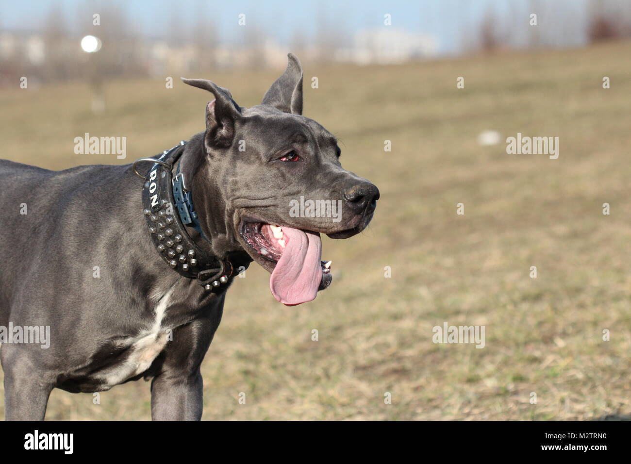 Cucciolo di alano blu immagini e fotografie stock ad alta risoluzione ...
