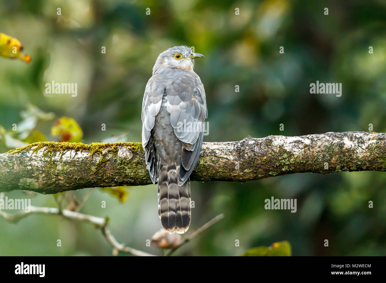 Falco comune immagini e fotografie stock ad alta risoluzione - Alamy