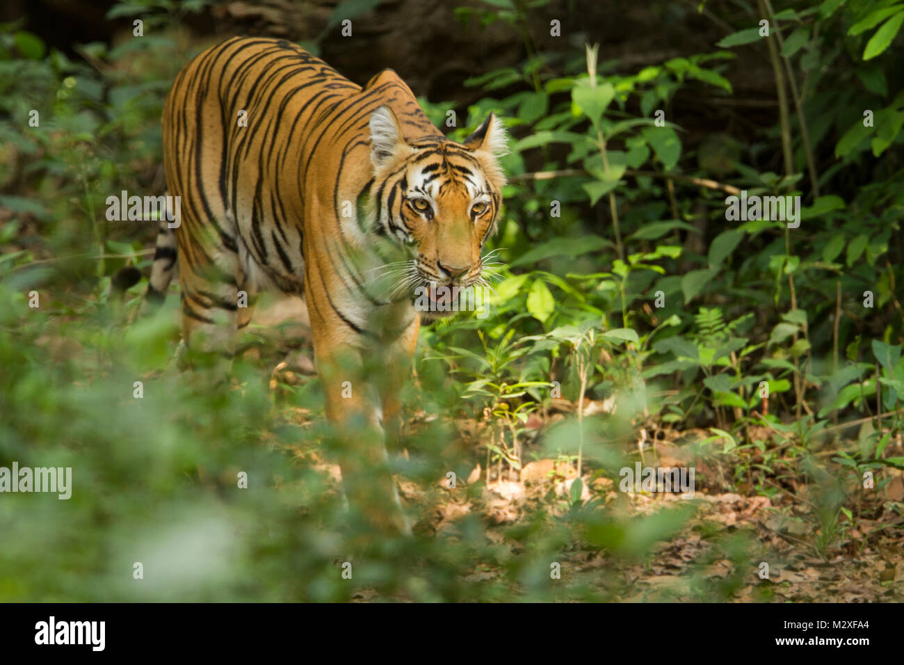 Turismo del bengala immagini e fotografie stock ad alta risoluzione - Alamy
