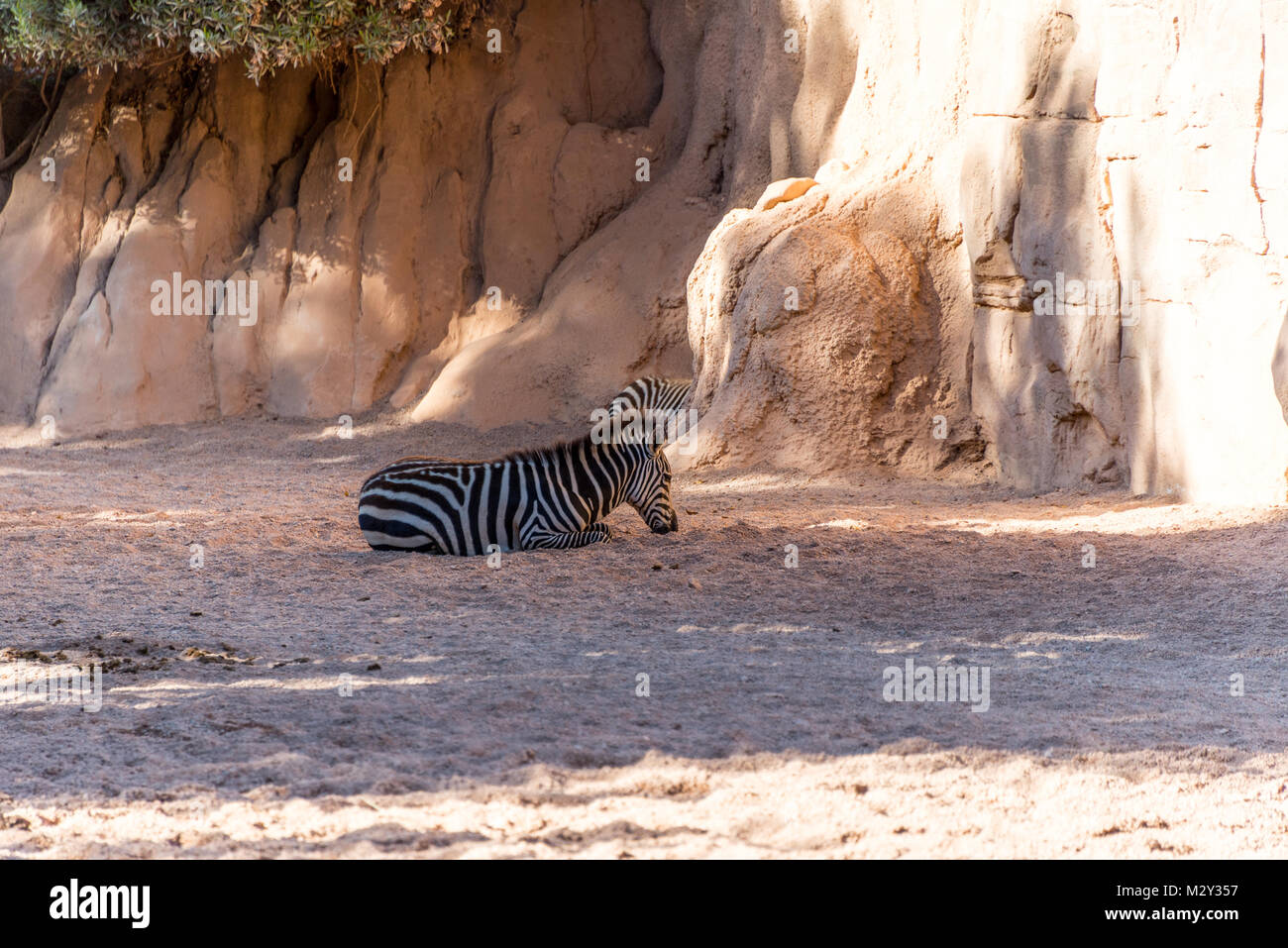 Zoo di valencia immagini e fotografie stock ad alta risoluzione - Alamy