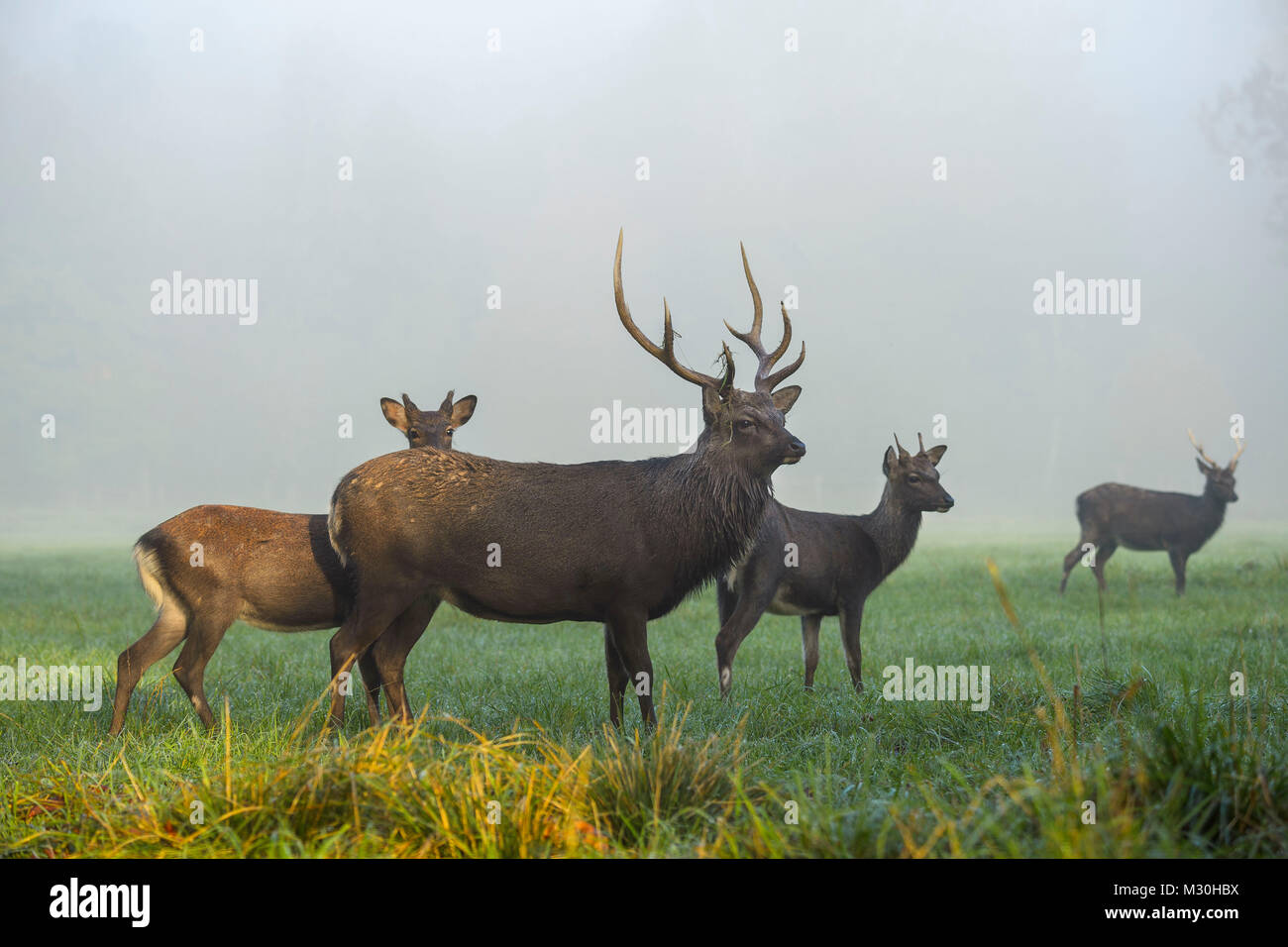 Gruppo di maschi immagini e fotografie stock ad alta risoluzione - Alamy
