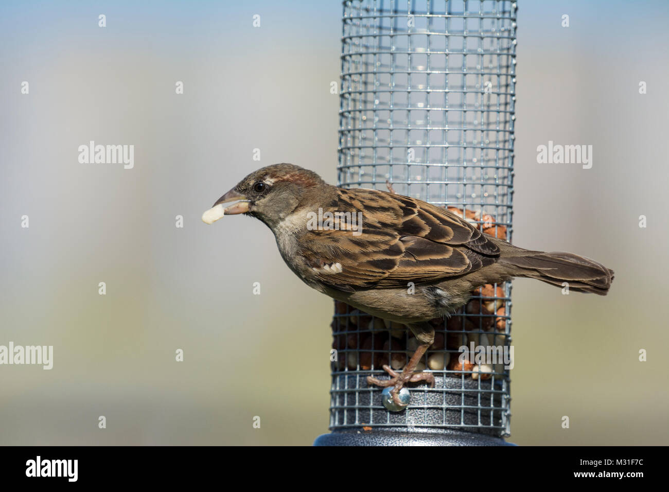 Passero maschio e femmina immagini e fotografie stock ad alta ...