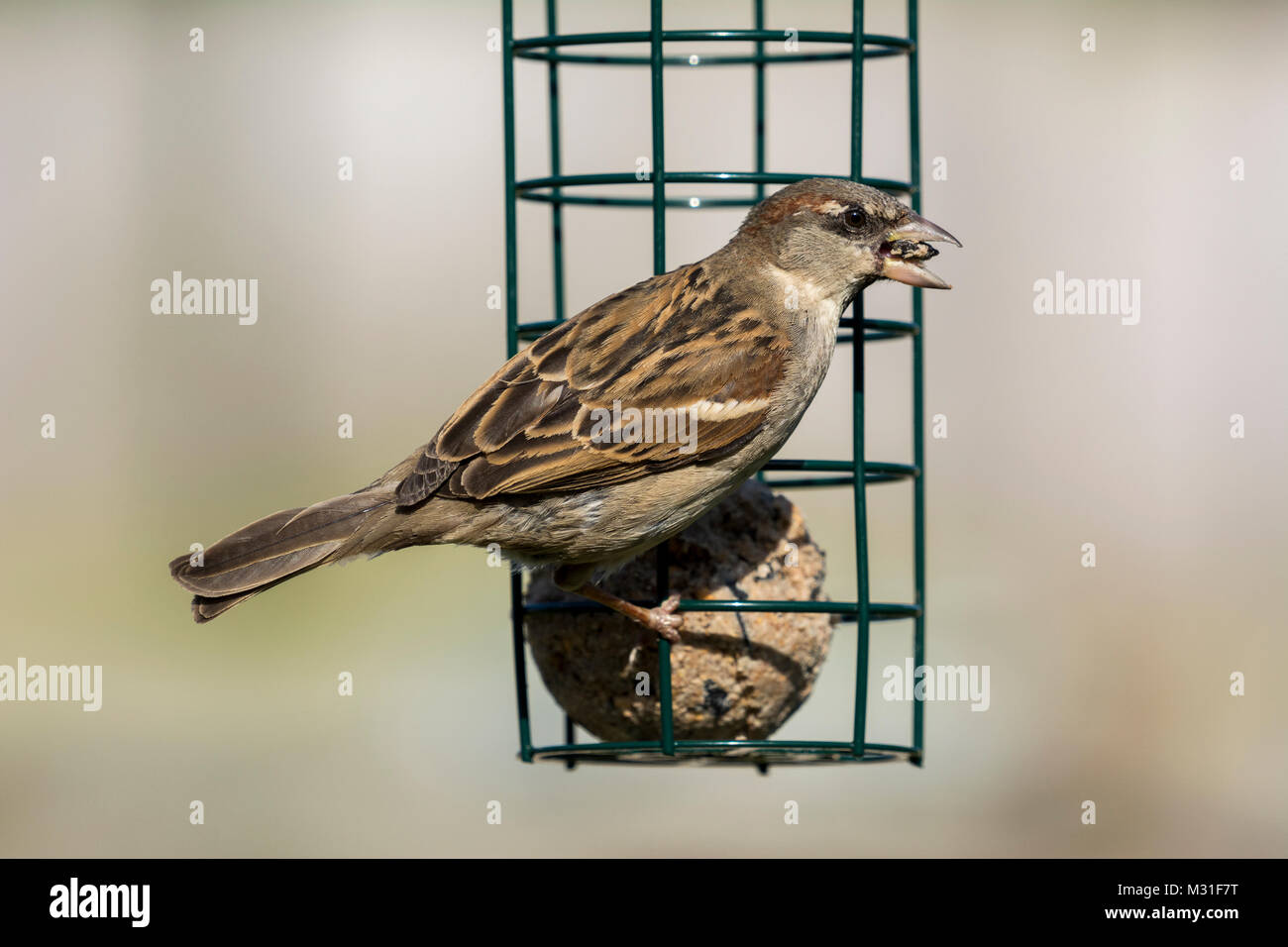 Passero maschio e femmina immagini e fotografie stock ad alta ...