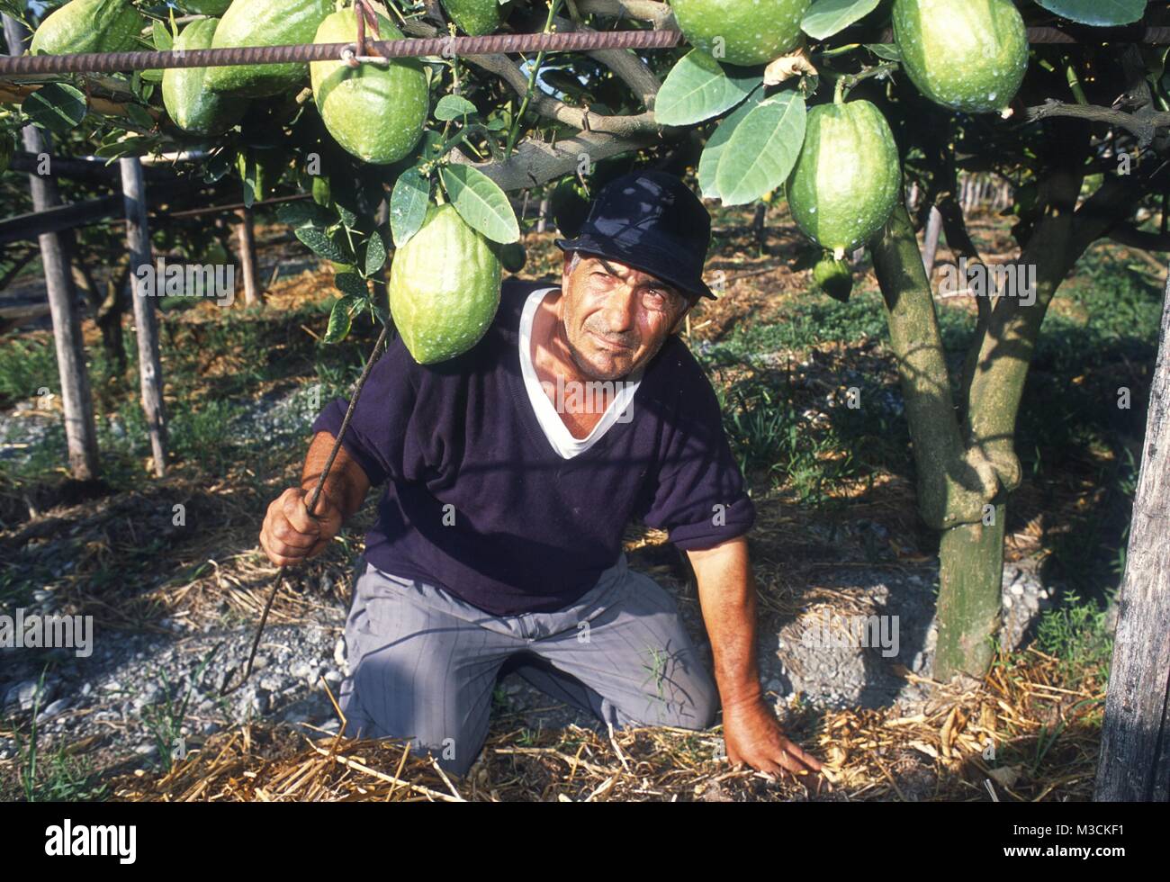 Riviera dei cedri immagini e fotografie stock ad alta risoluzione - Alamy