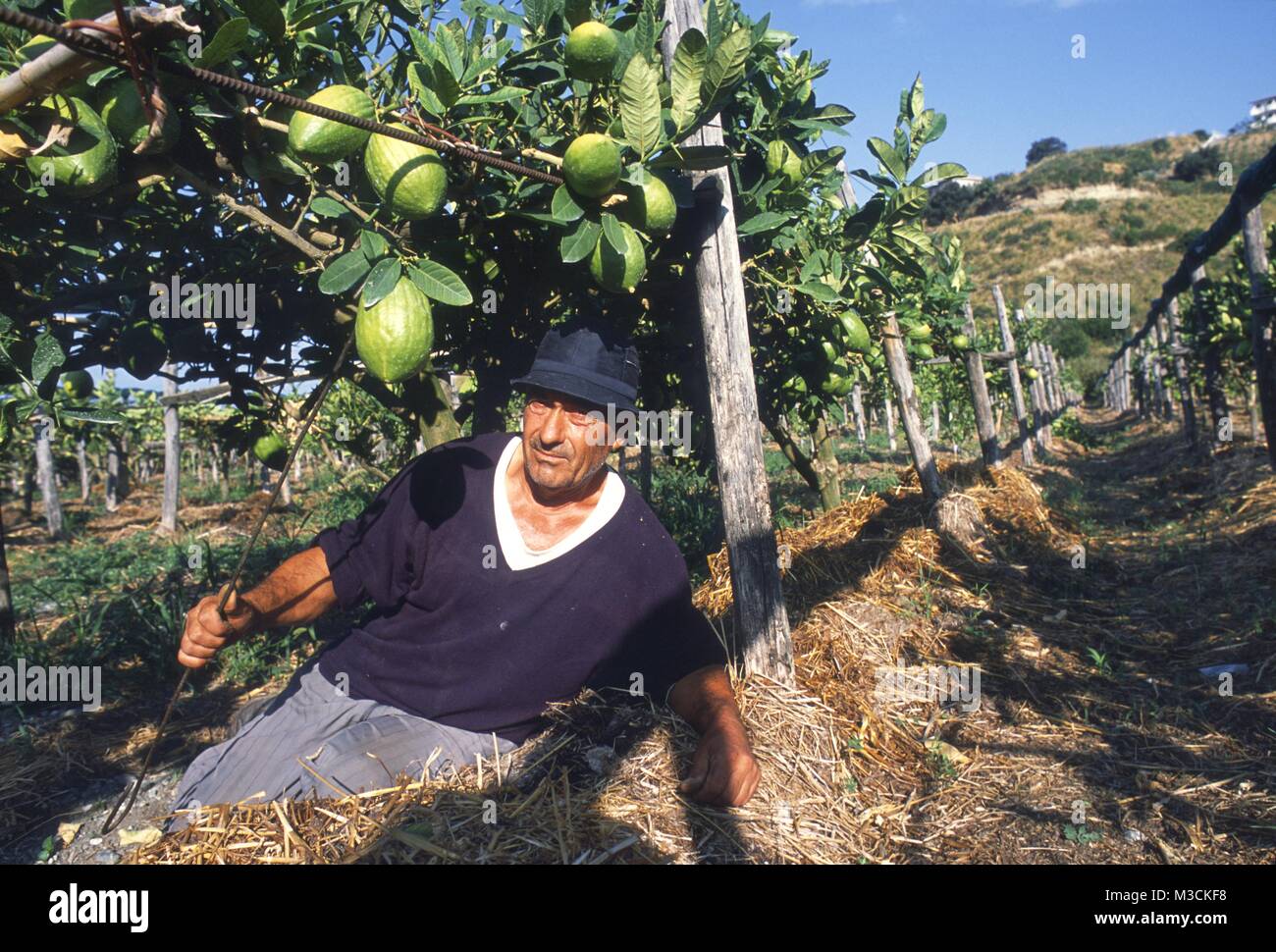 Riviera dei cedri immagini e fotografie stock ad alta risoluzione - Alamy