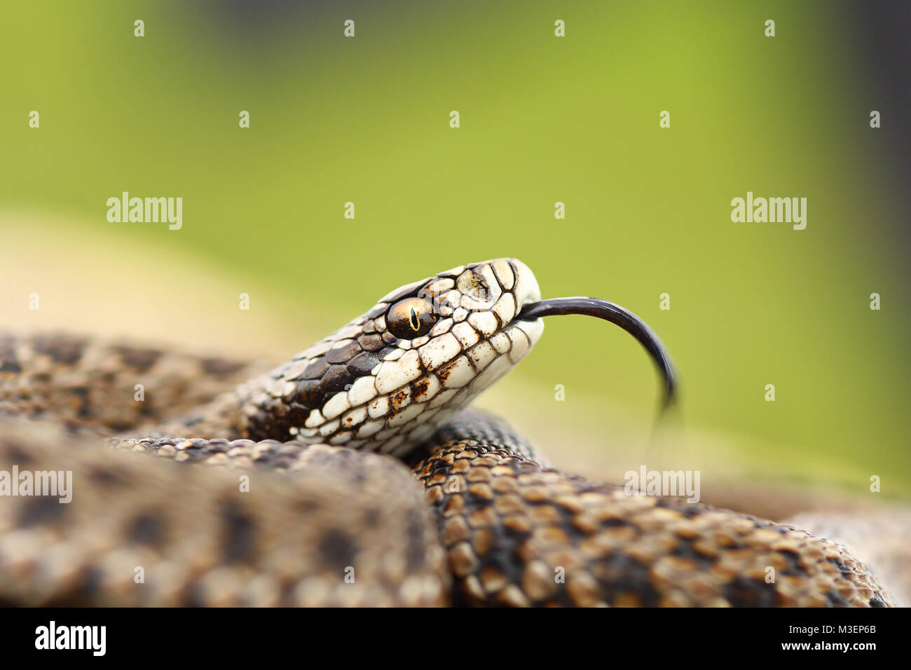 Prato rare viper verticale ( Vipera ursinii rakosiensis ); scarse ...