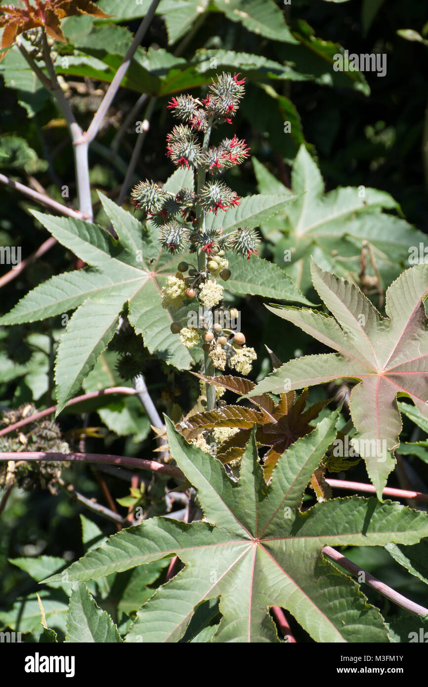 La pianta di castoreano o olio di ricino immagini e fotografie stock ad ...