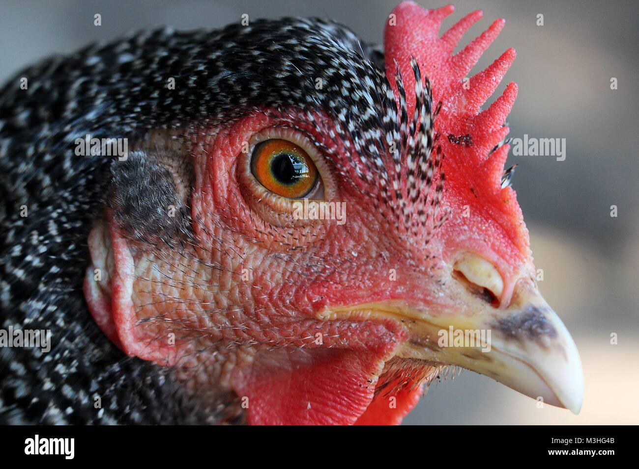 Occhio di pollo immagini e fotografie stock ad alta risoluzione - Alamy