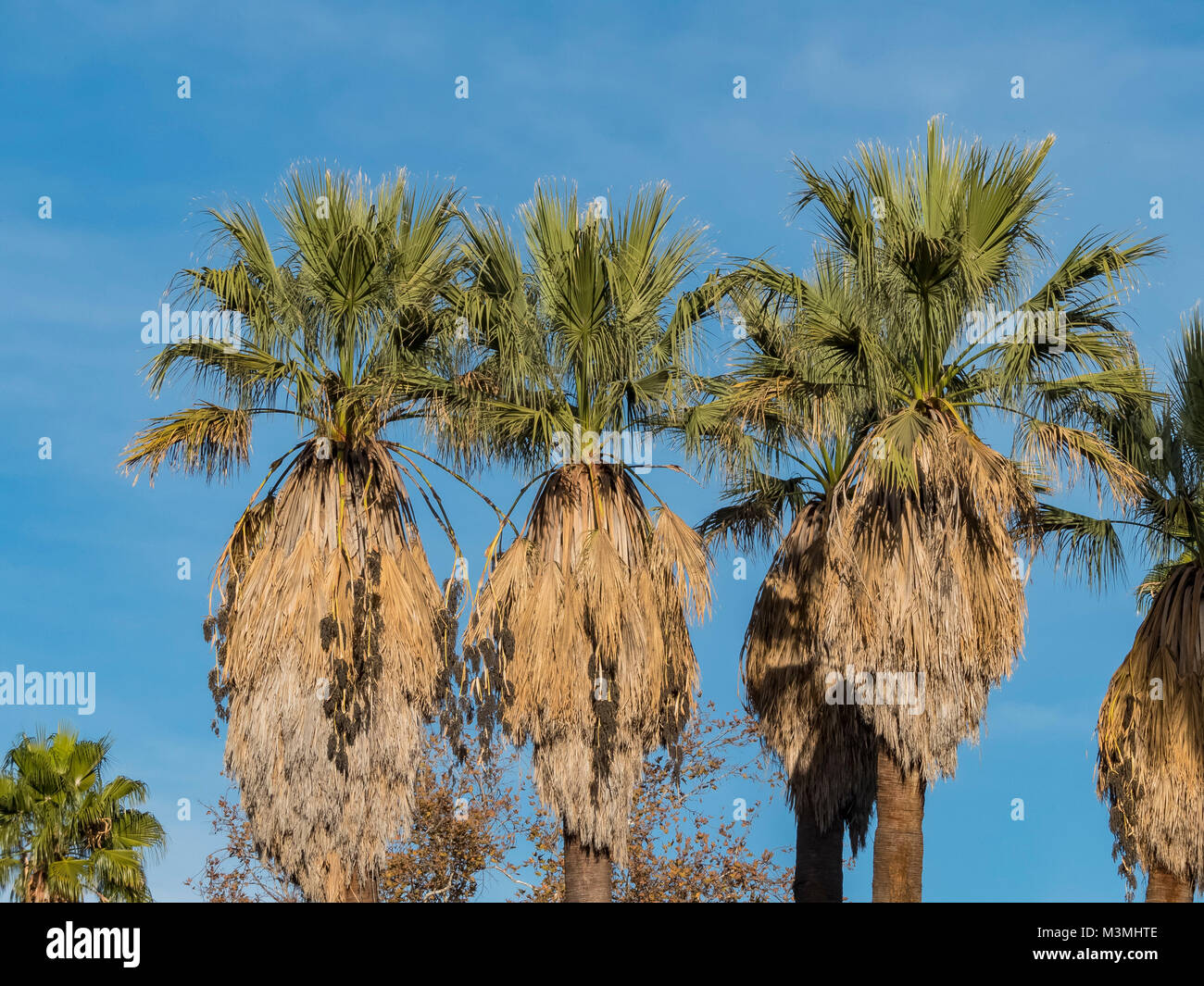 Brahea edulis immagini e fotografie stock ad alta risoluzione - Alamy
