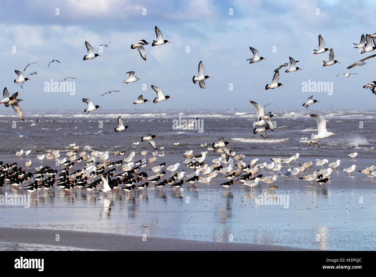 Natura wildlife gabbiano bird sea gull gabbiano uccelli marini con ...