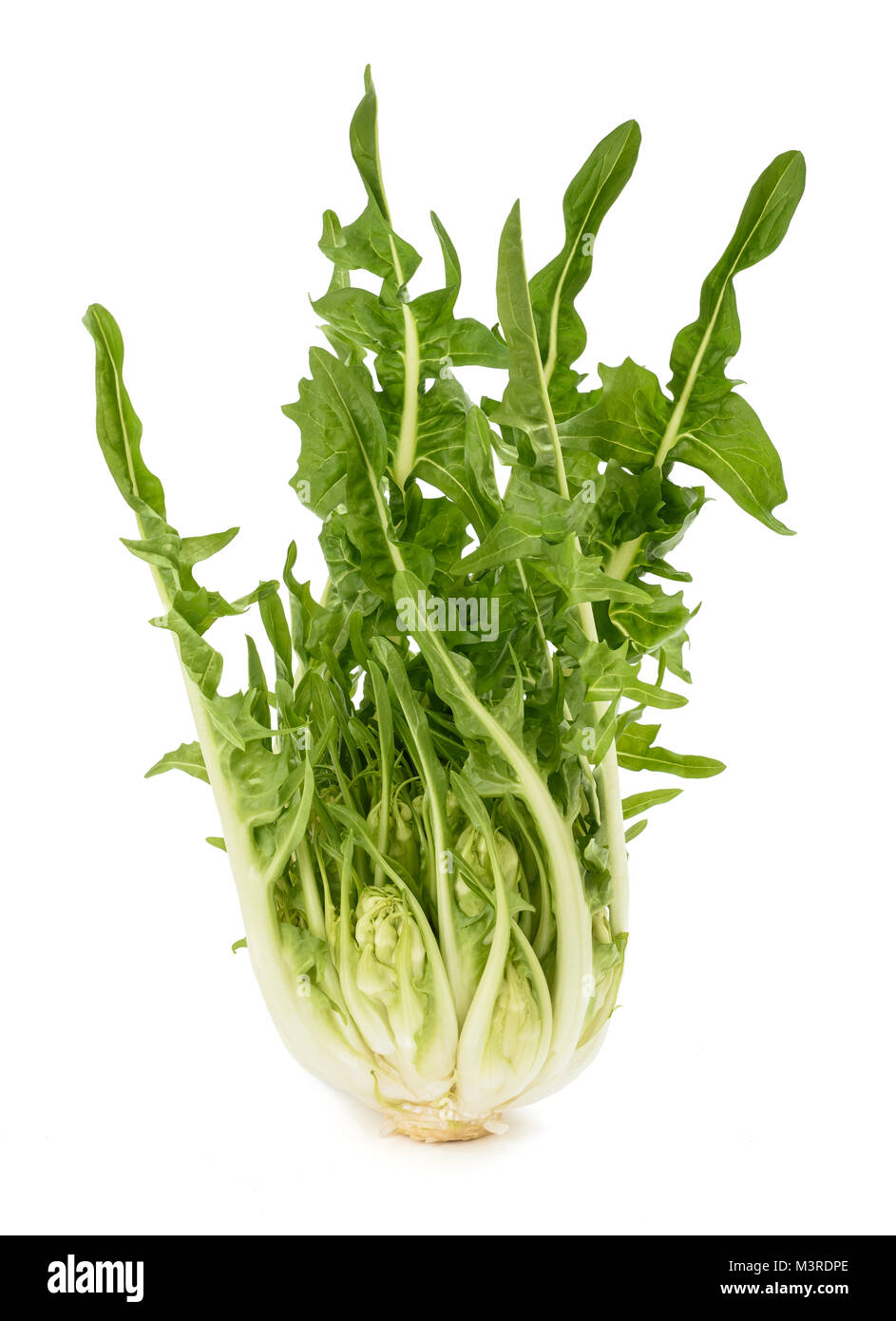 Puntarelle romane immagini e fotografie stock ad alta risoluzione - Alamy