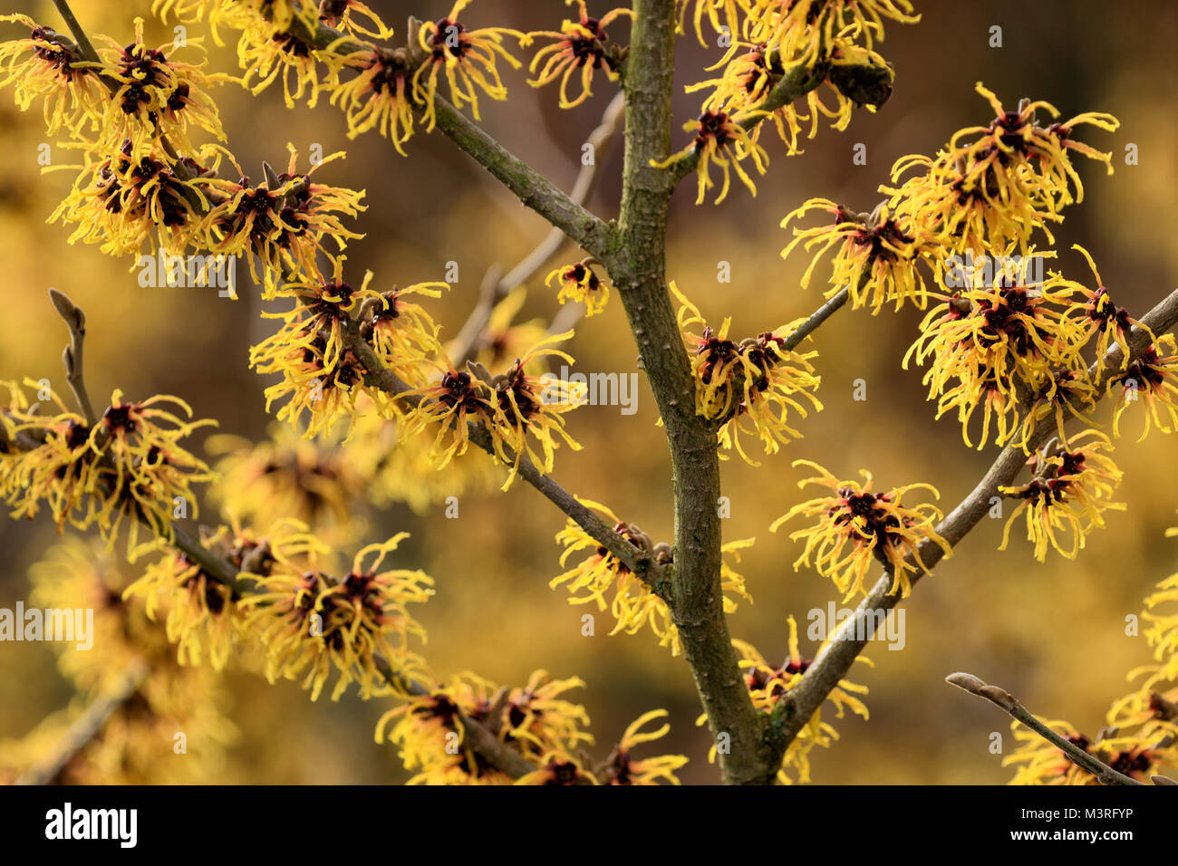 Amamelide ibrido immagini e fotografie stock ad alta risoluzione - Alamy