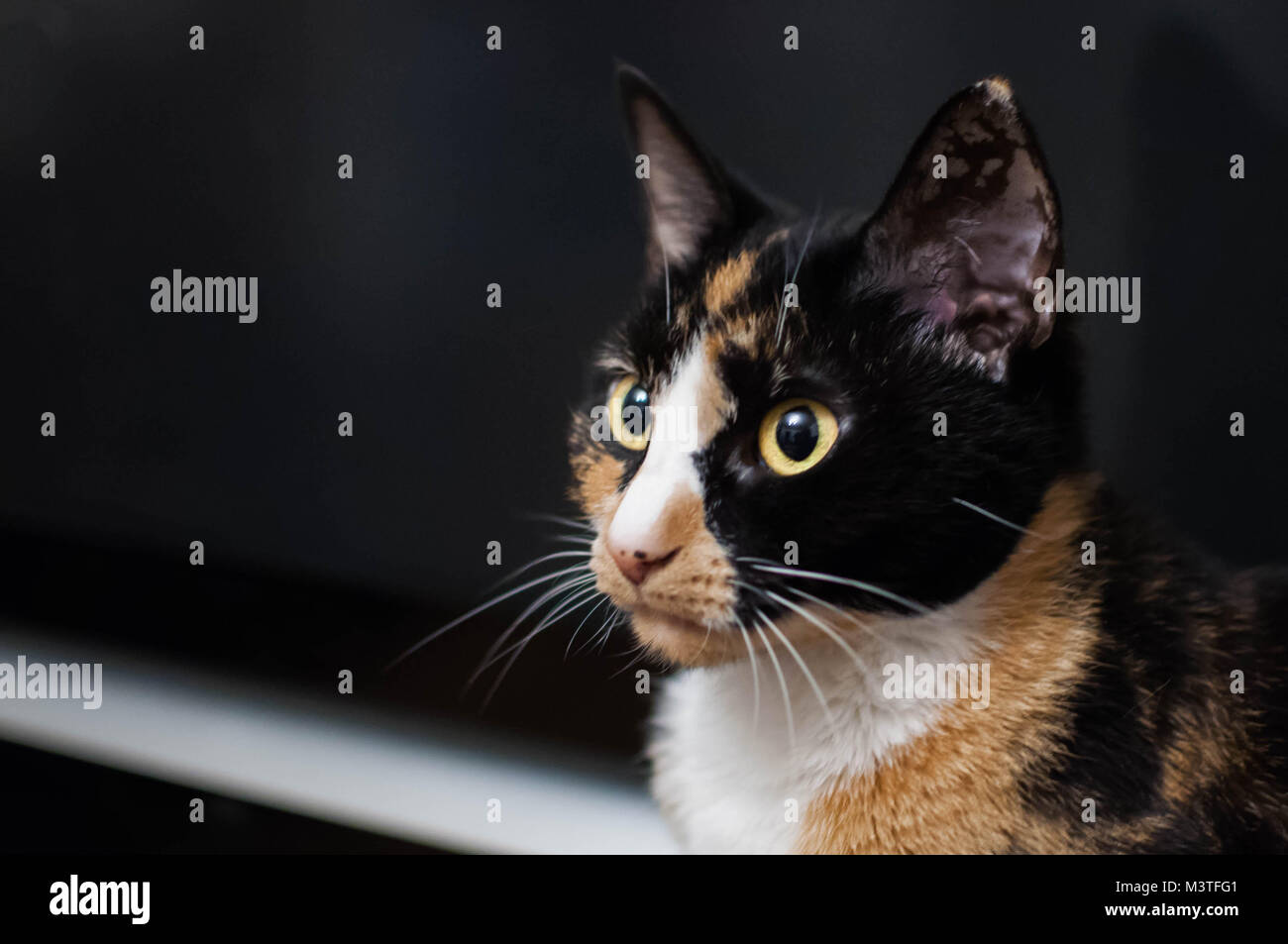 Ritratto di gatto calico immagini e fotografie stock ad alta ...