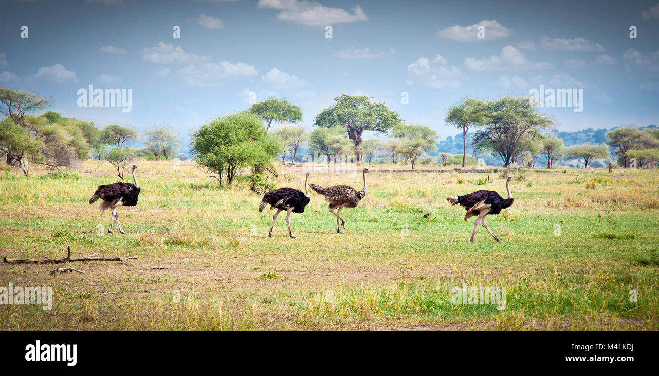 Struzzi divertenti immagini e fotografie stock ad alta risoluzione - Alamy