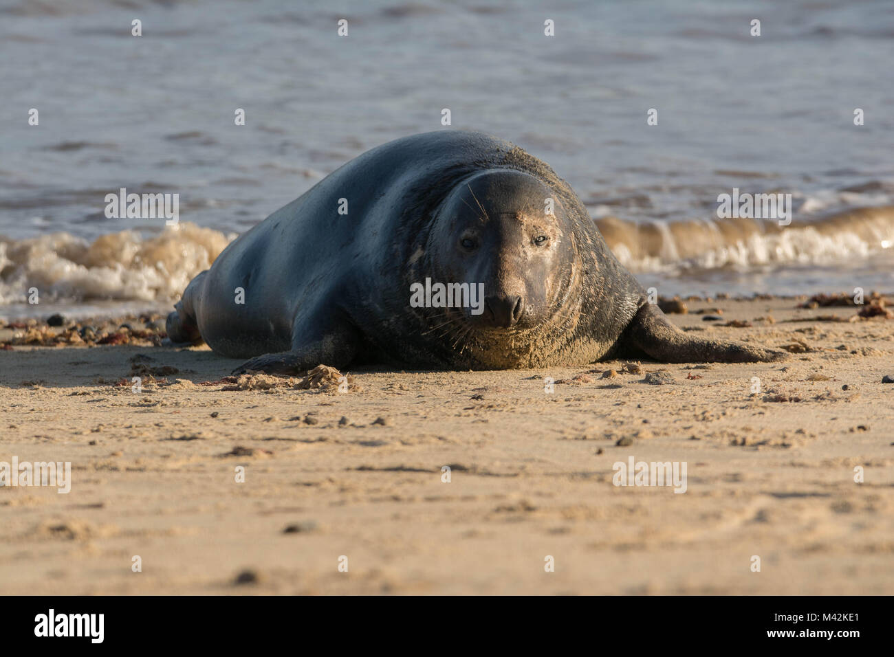 Costa della foca grigia immagini e fotografie stock ad alta risoluzione ...