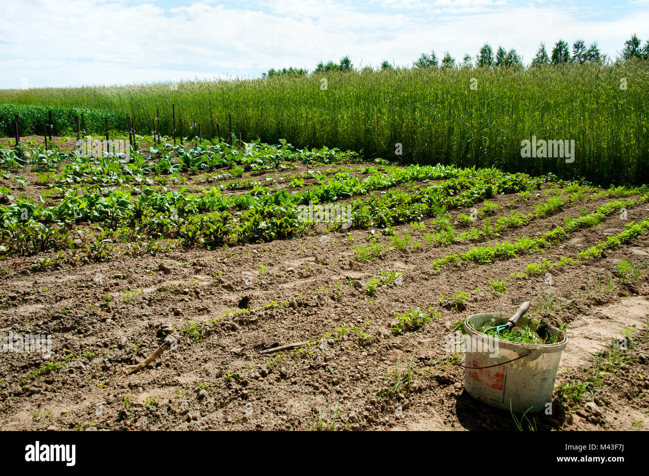 Veggie patch immagini e fotografie stock ad alta risoluzione - Alamy