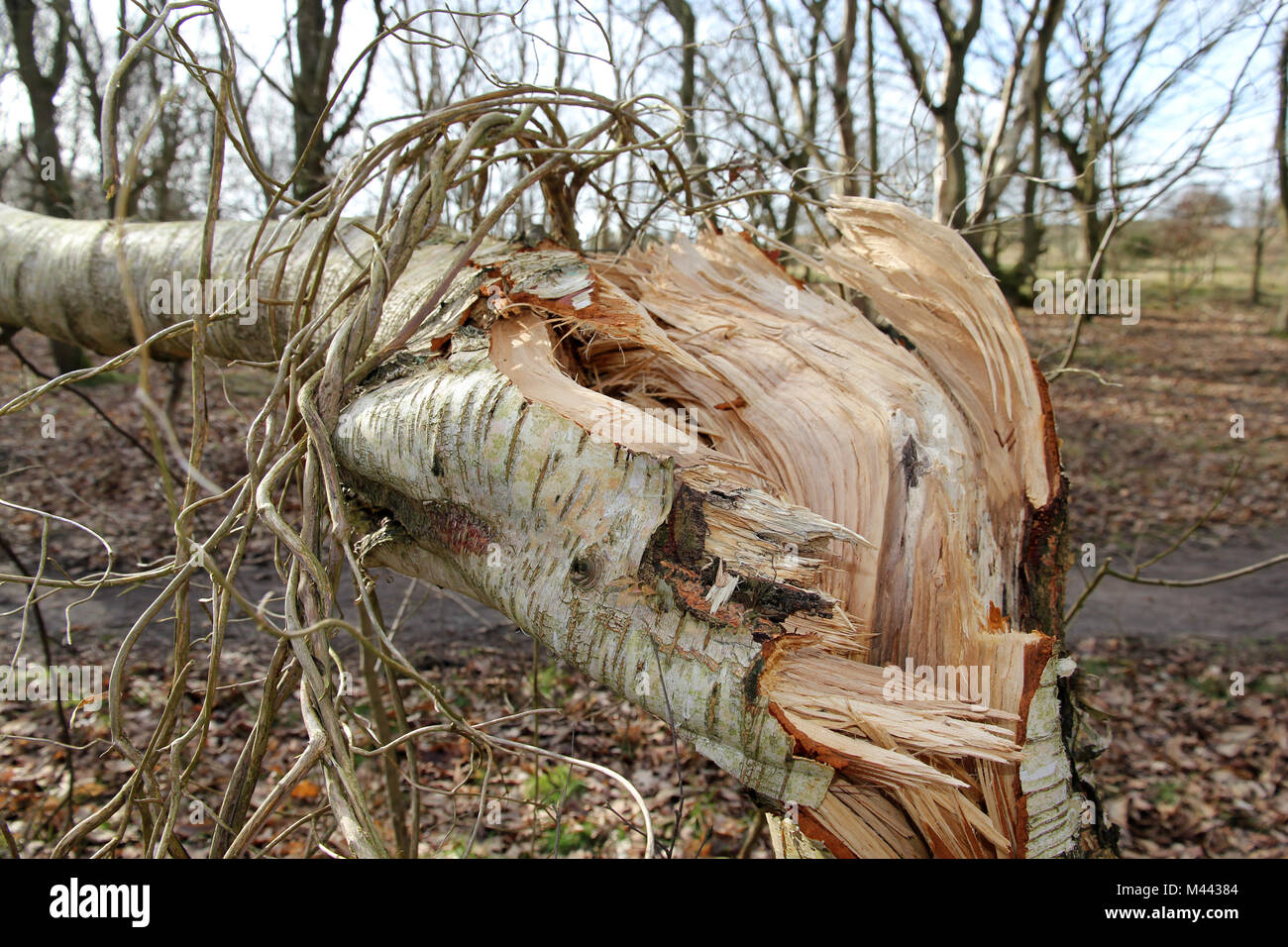 Tronco spezzato immagini e fotografie stock ad alta risoluzione - Alamy