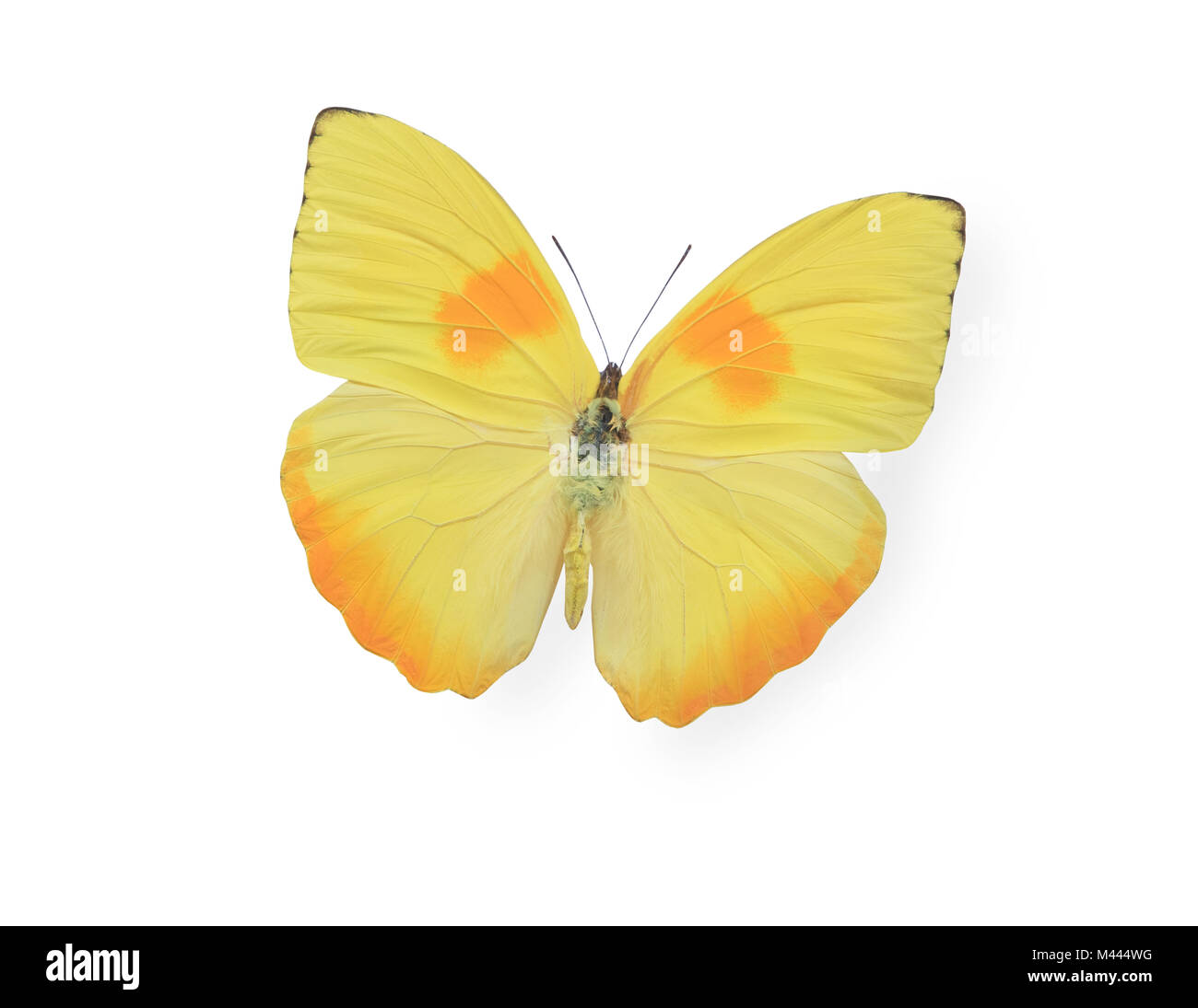 Farfalla gialla e bianca immagini e fotografie stock ad alta ...