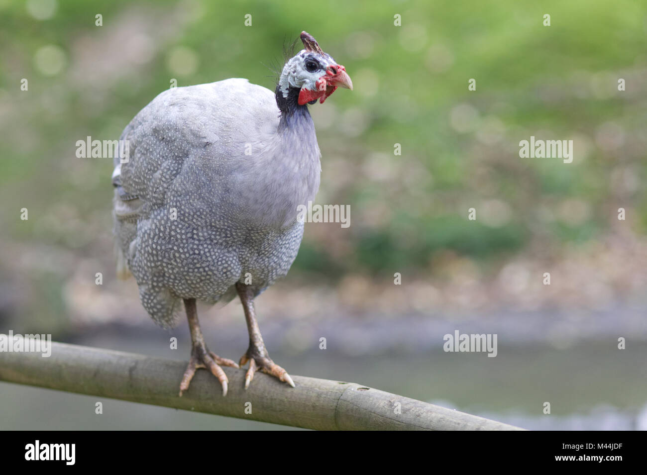 Razze di pavoni immagini e fotografie stock ad alta risoluzione - Alamy