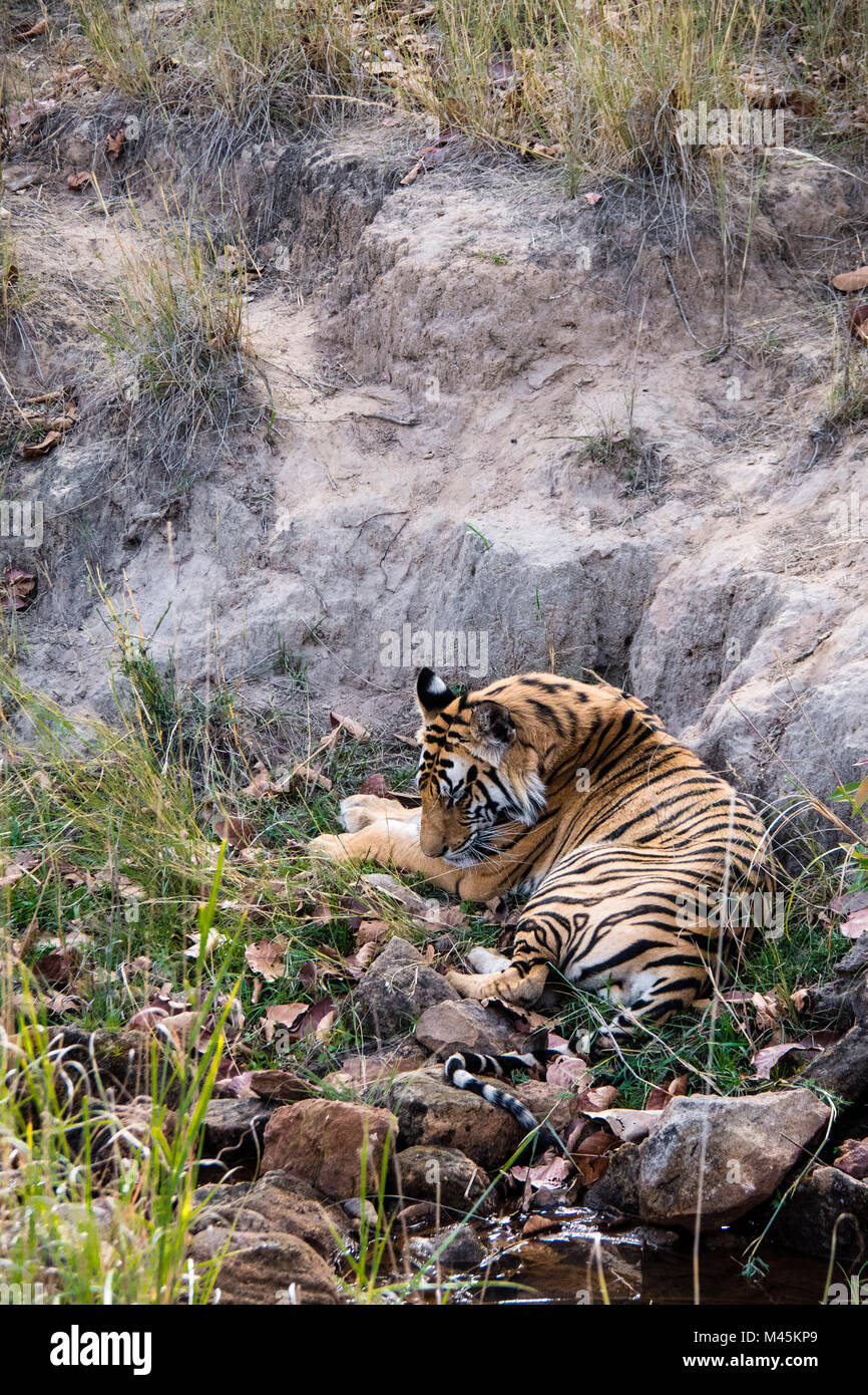 Habitat della tigre del bengala immagini e fotografie stock ad alta ...