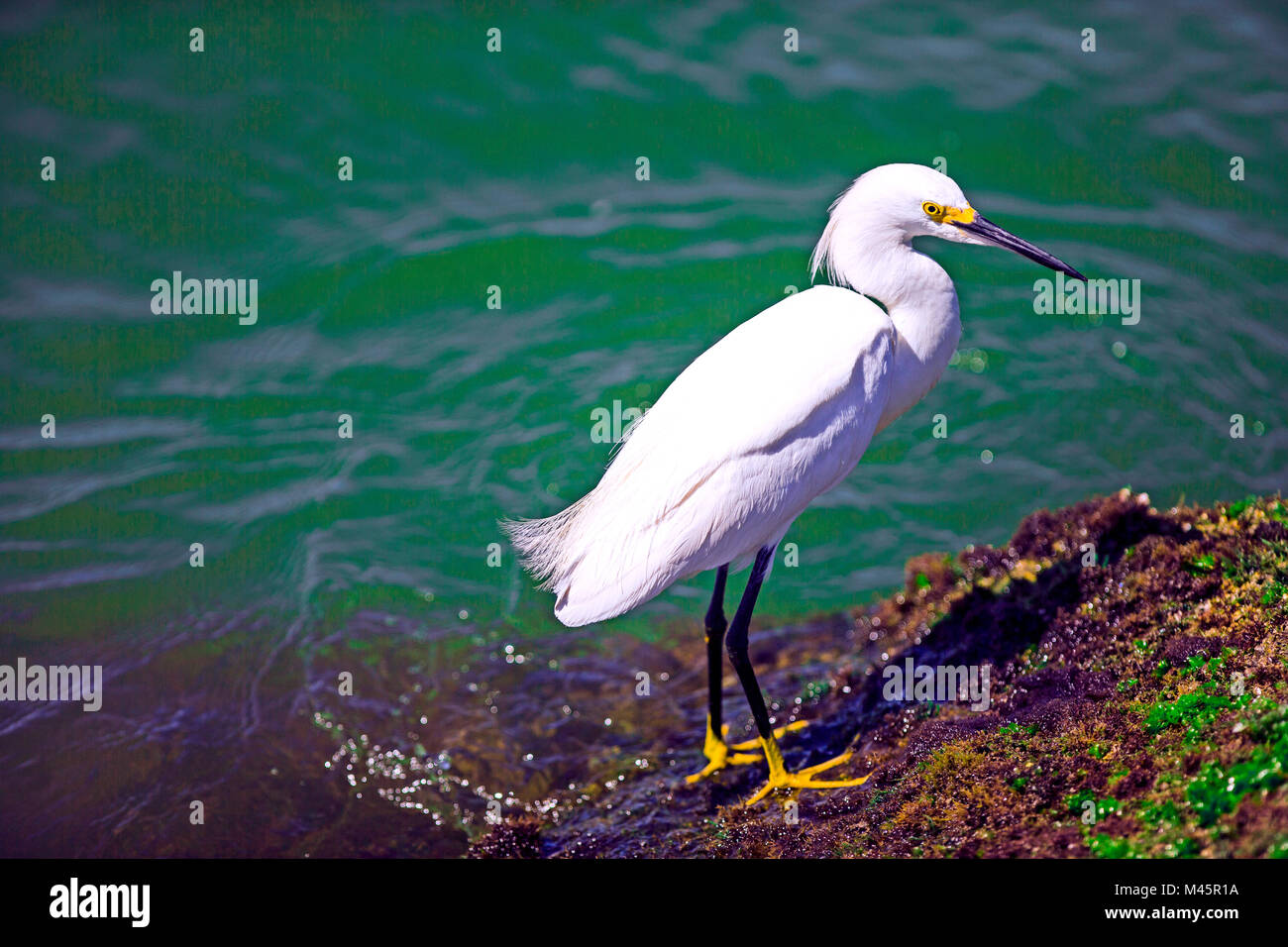 Lesser egret immagini e fotografie stock ad alta risoluzione - Alamy