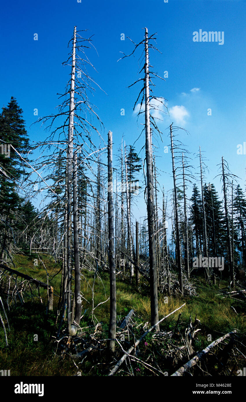 La pioggia acida danneggiato alberi di pino in Karkonosze Parco ...