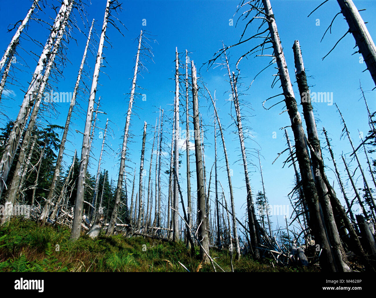Effetti Della Pioggia Acida Sugli Alberi Verdi: 'Pioggia Acida Di