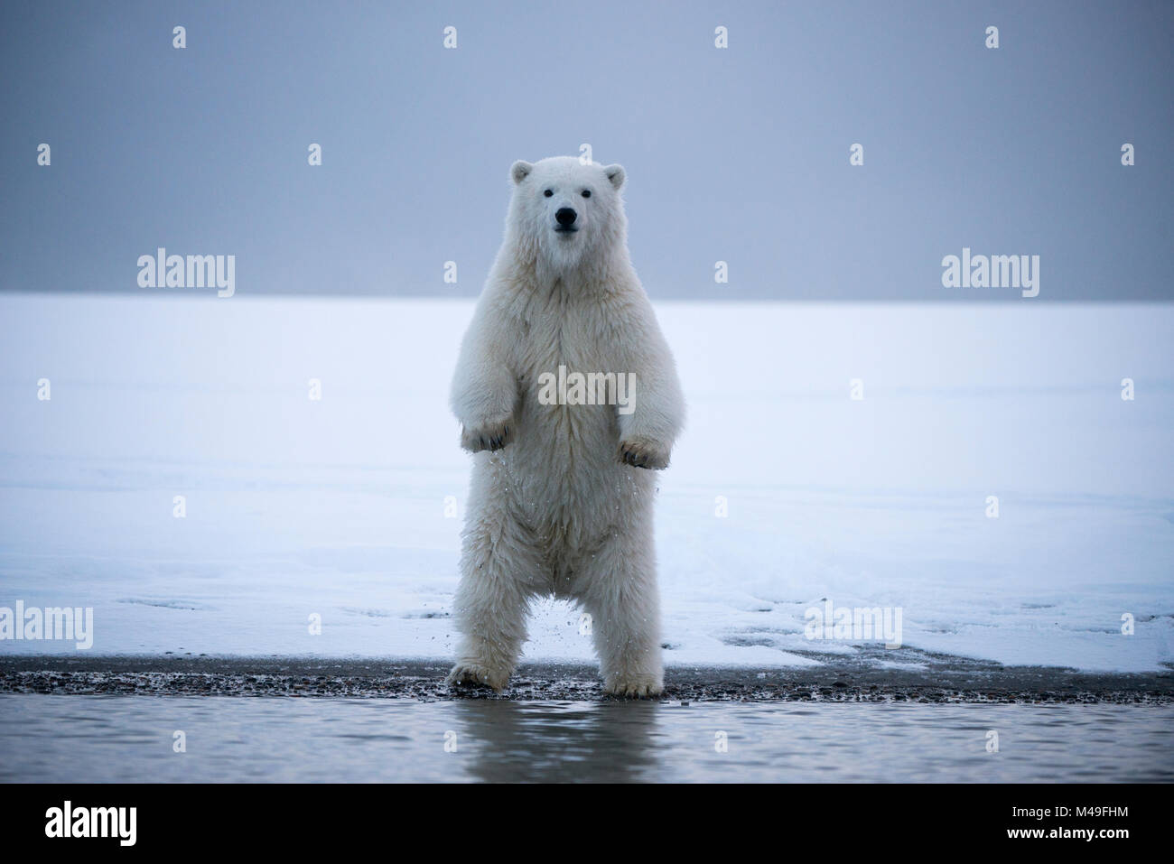 Animali selvatici umoristici immagini e fotografie stock ad alta ...