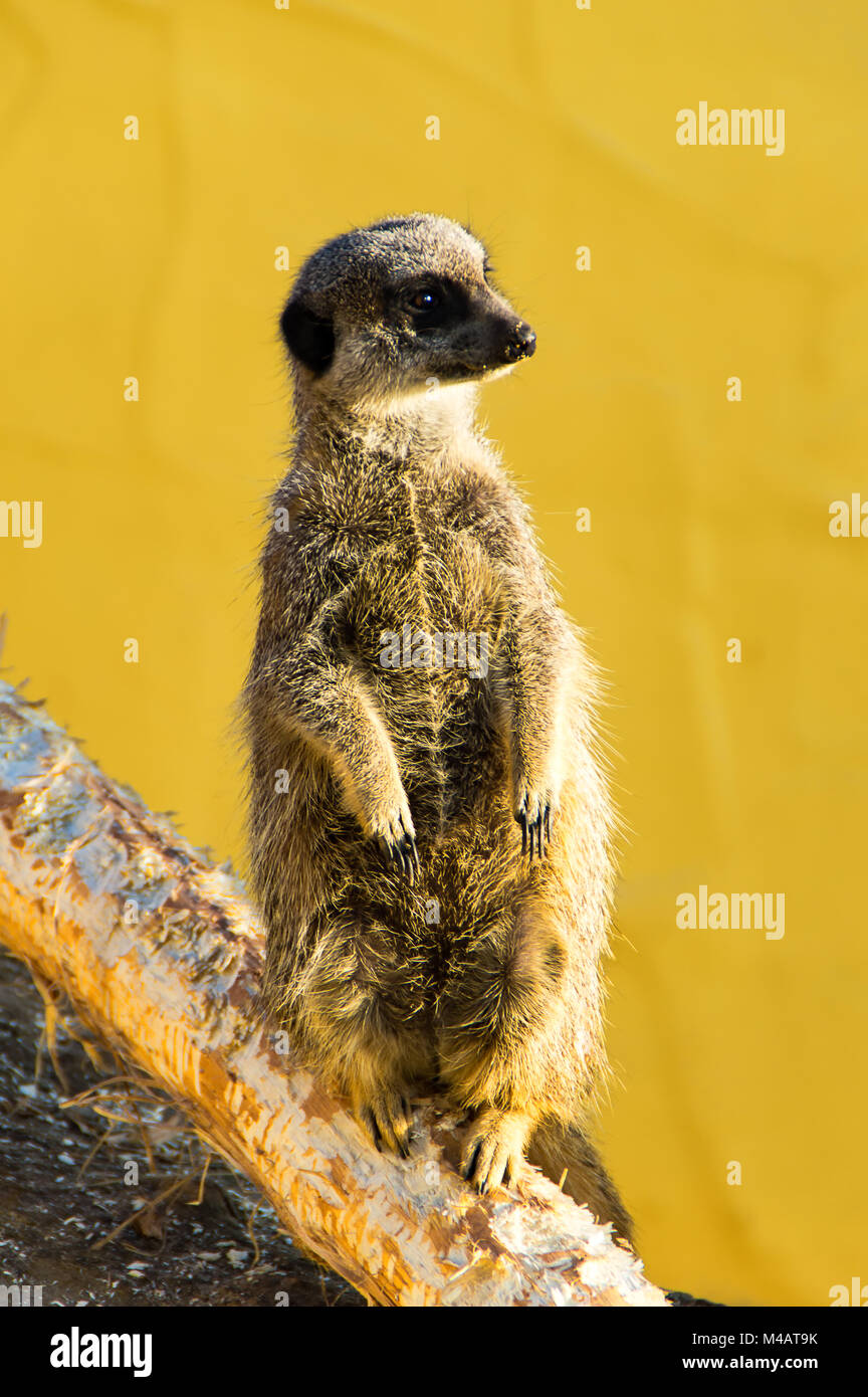 Sfondo di suricati immagini e fotografie stock ad alta risoluzione - Alamy