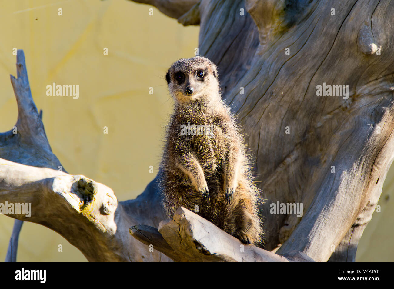 Sfondo di suricati immagini e fotografie stock ad alta risoluzione - Alamy