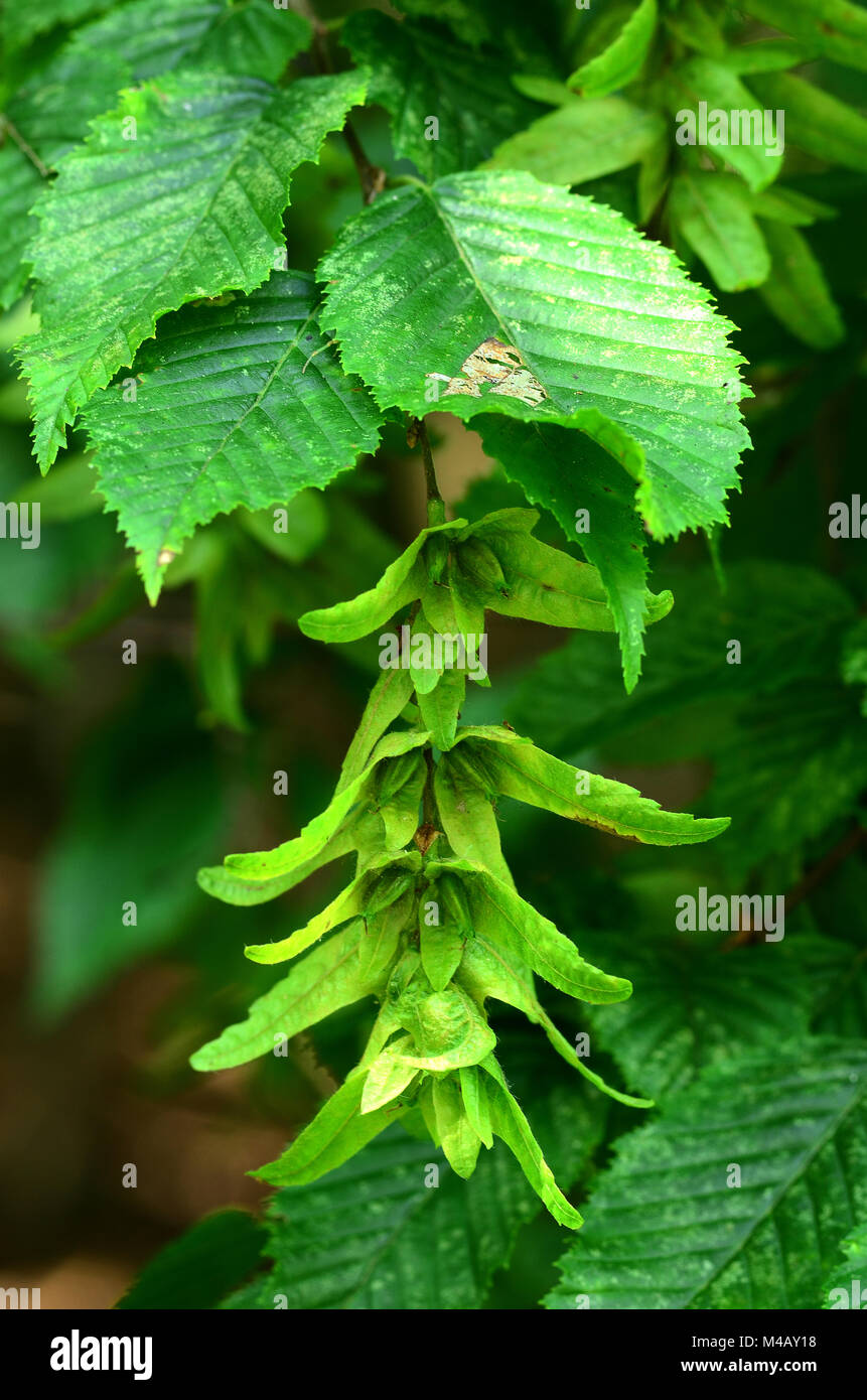 Carpino europeo o comune immagini e fotografie stock ad alta ...