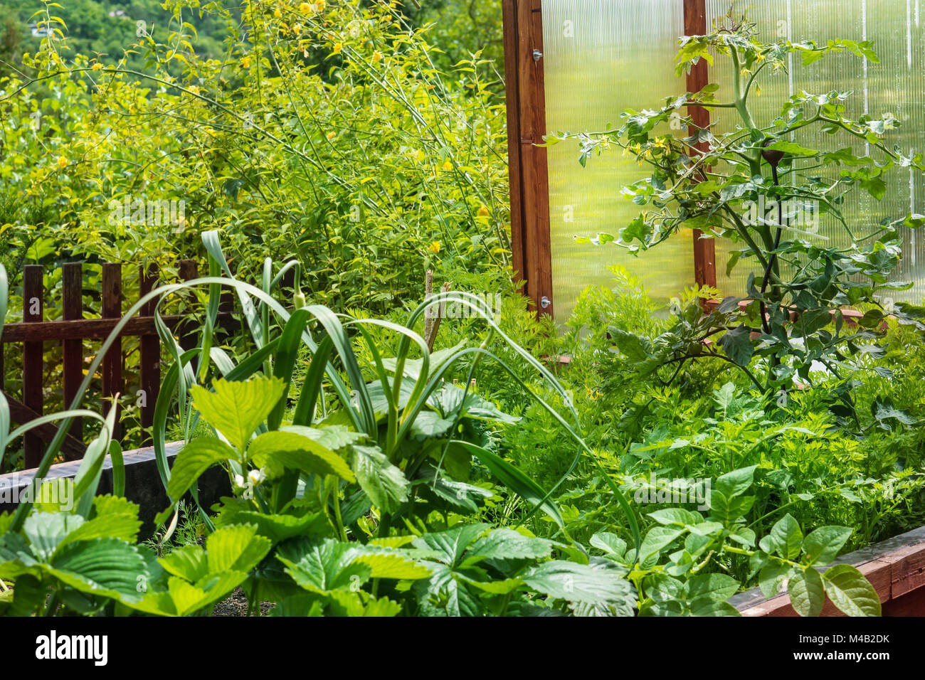 Piante in un letto rialzato immagini e fotografie stock ad alta ...