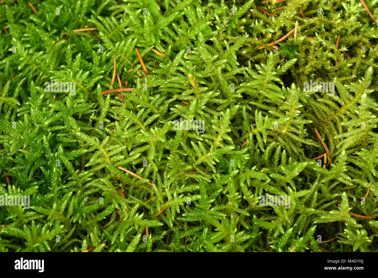 Moss; comune tamerice-moss; mossy; coperte di muschio Foto stock - Alamy