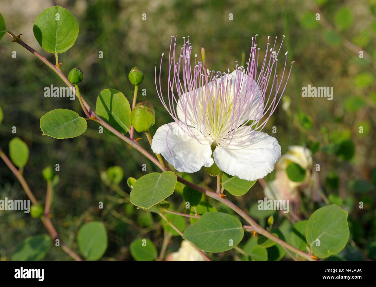 Cespuglio di capperi immagini e fotografie stock ad alta risoluzione ...