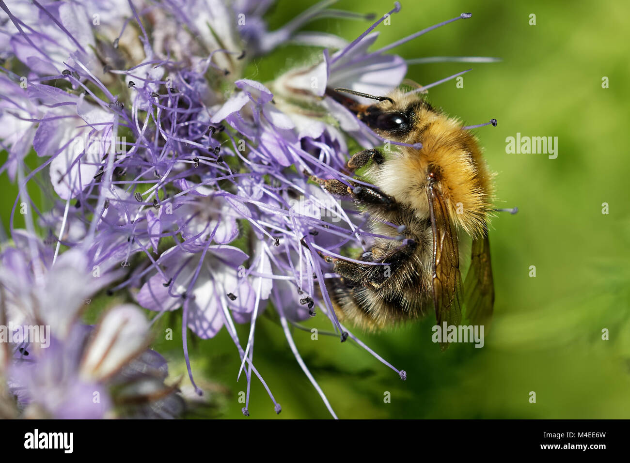 Comune bee immagini e fotografie stock ad alta risoluzione - Alamy