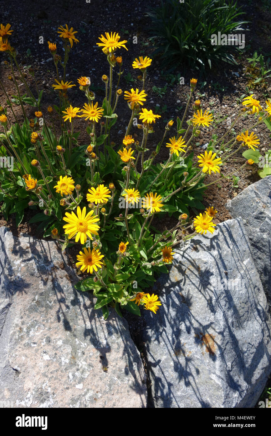 Montagna arnica arnica montana immagini e fotografie stock ad alta ...