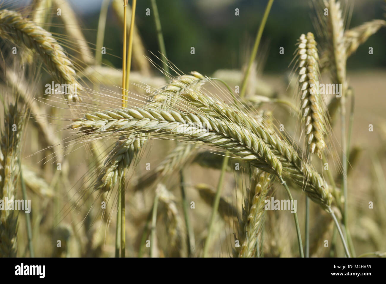 Secale rye secale cereale seed immagini e fotografie stock ad alta ...