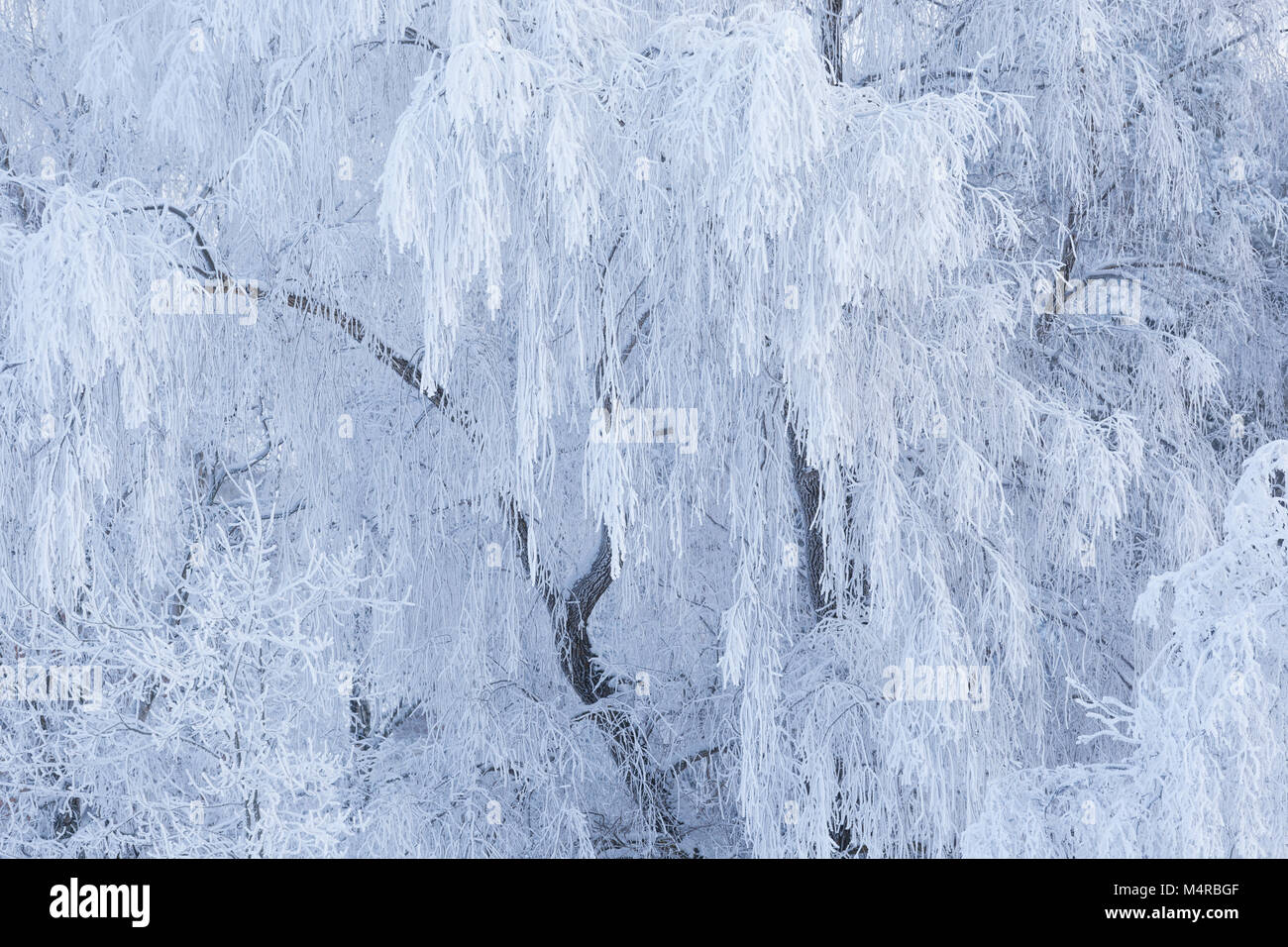 Alberi coperti di neve e brina ghiacciata immagini e fotografie stock ...