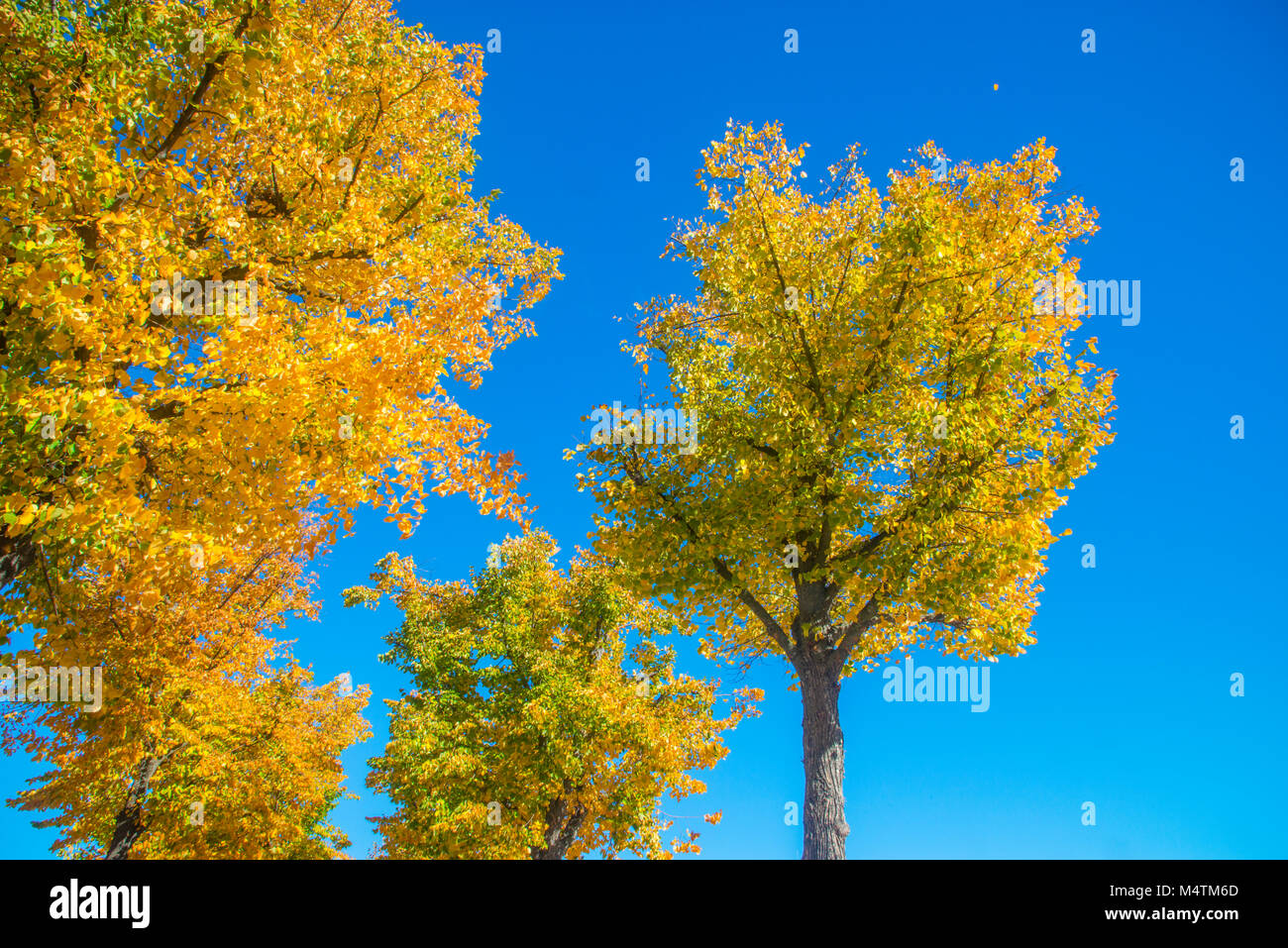 Alberi di latifoglie in autunno immagini e fotografie stock ad alta ...