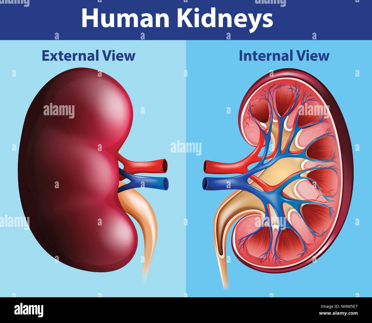 Anatomia dei reni immagini e fotografie stock ad alta risoluzione - Alamy