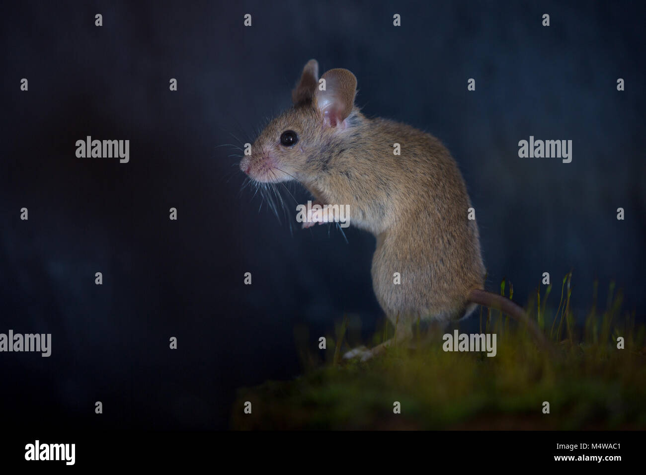 Mus musculus immagini e fotografie stock ad alta risoluzione - Alamy