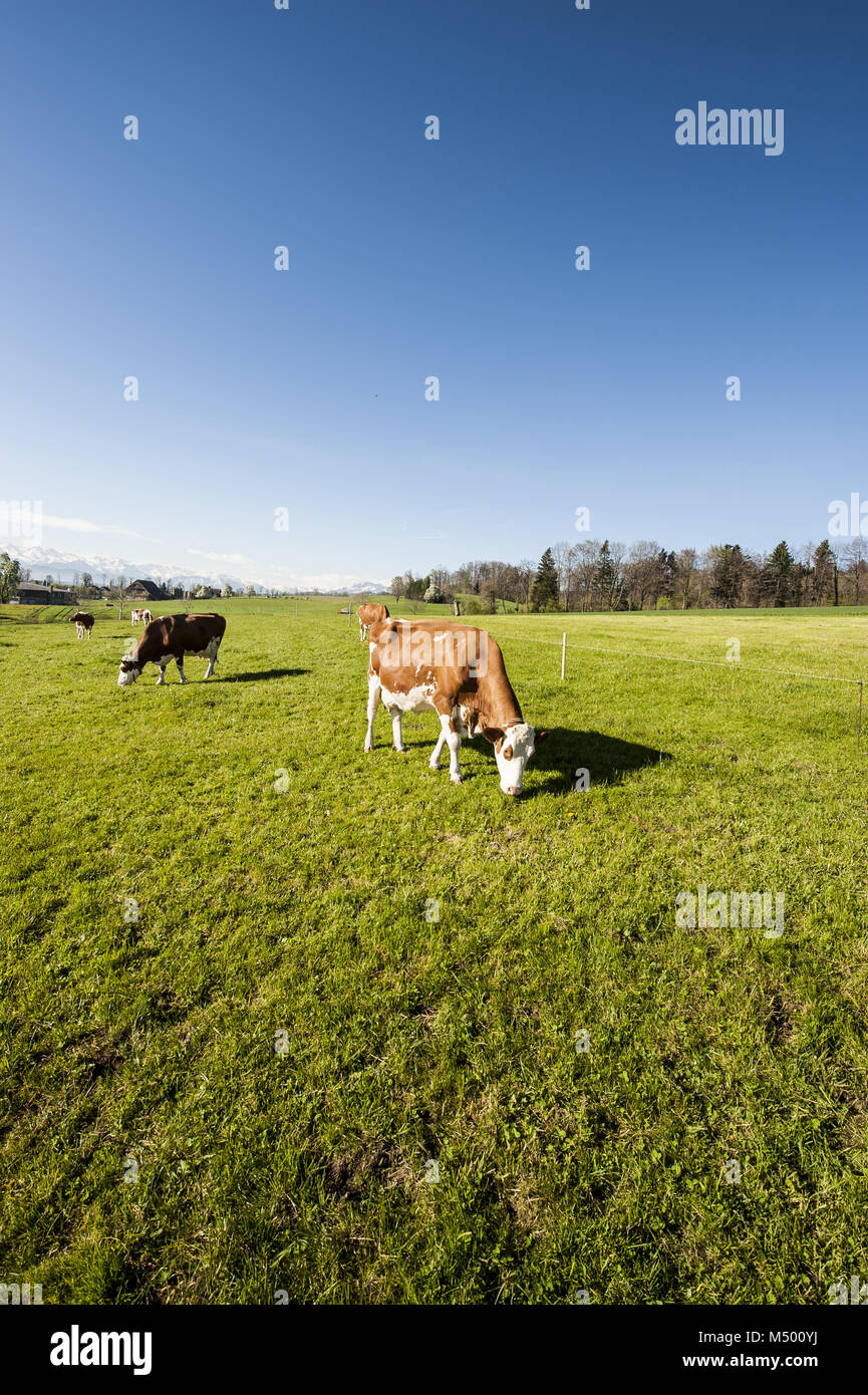 Pascoli in montagna immagini e fotografie stock ad alta risoluzione - Alamy