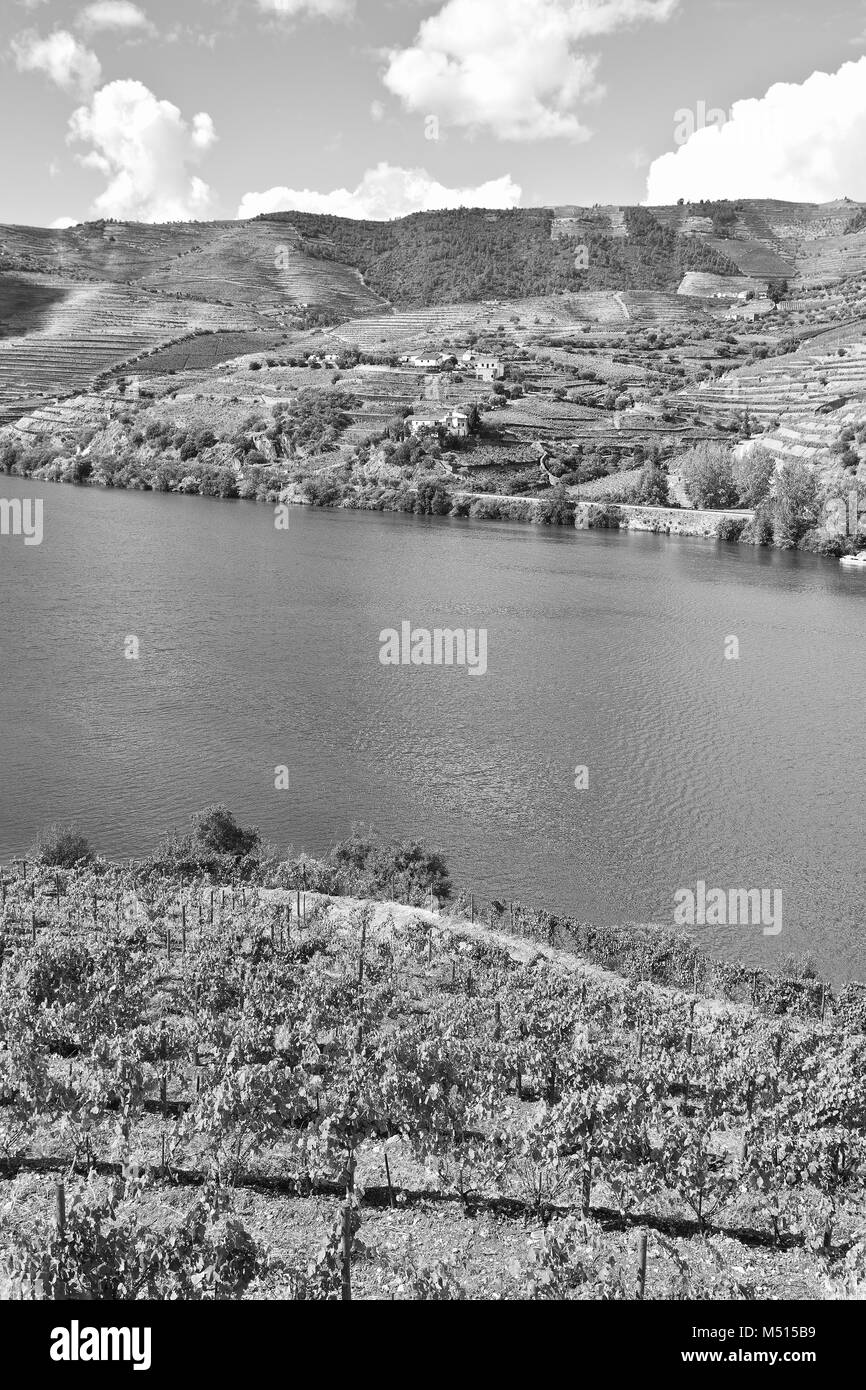 Vigneto fiume douro Foto e Immagini Stock in Bianco e Nero - Alamy