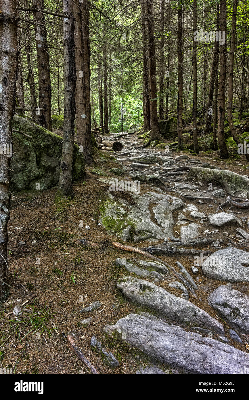 Passerella coperta di muschio immagini e fotografie stock ad alta ...
