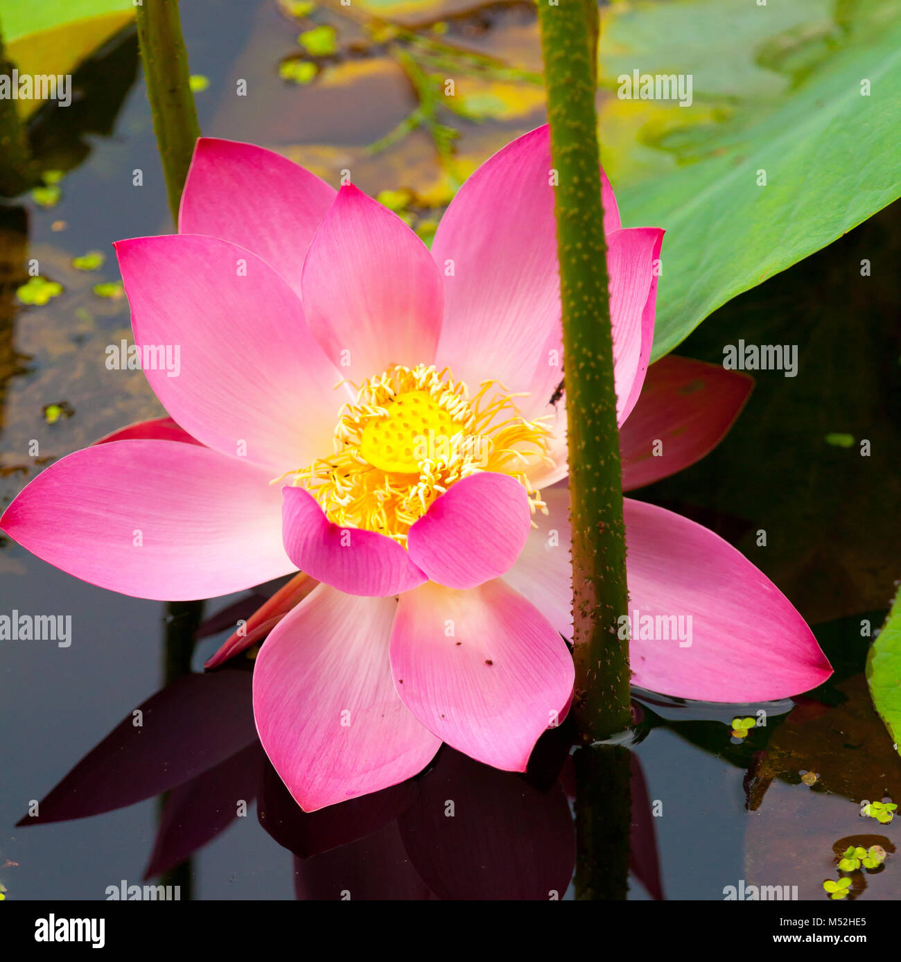 Fiore di loto stilizzato immagini e fotografie stock ad alta ...