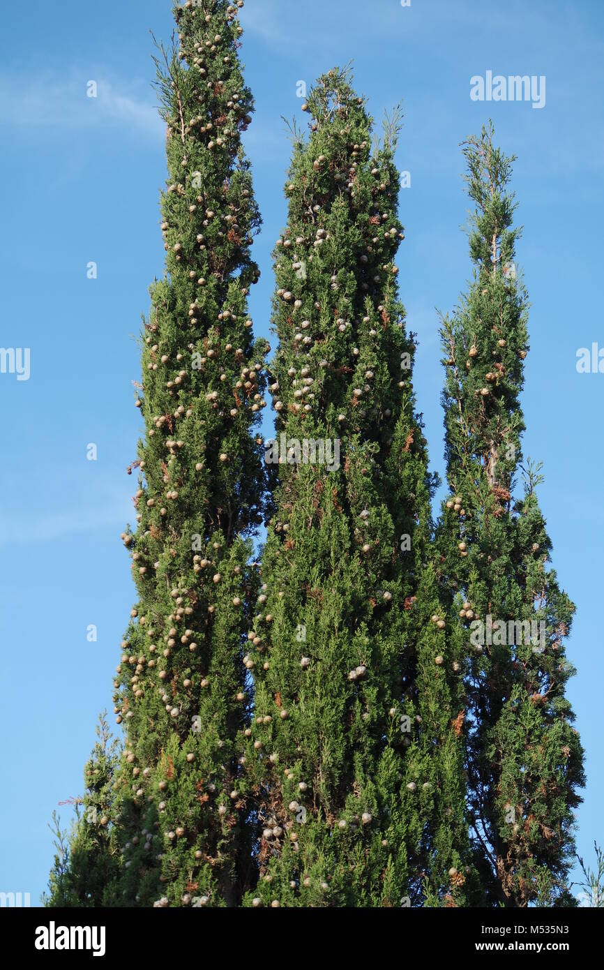 Cipressi cupressus sempervirens immagini e fotografie stock ad alta ...